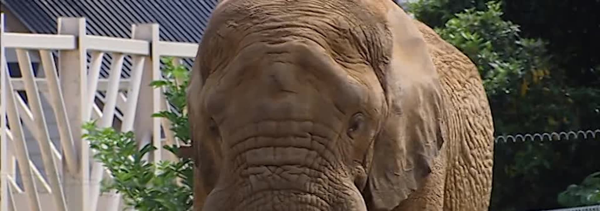 Watch Zoo Days S05:E13 - Episode 13 - Free TV Shows | Tubi