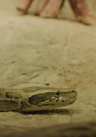 Watch The Zoo S01:E04 - Moving Day - Free TV Shows | Tubi