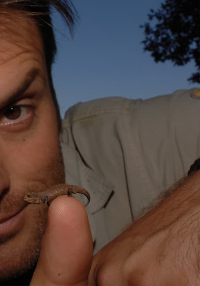 Watch Nick Baker’s Weird Creatures S02:E05 - The Invisible Lizard ...