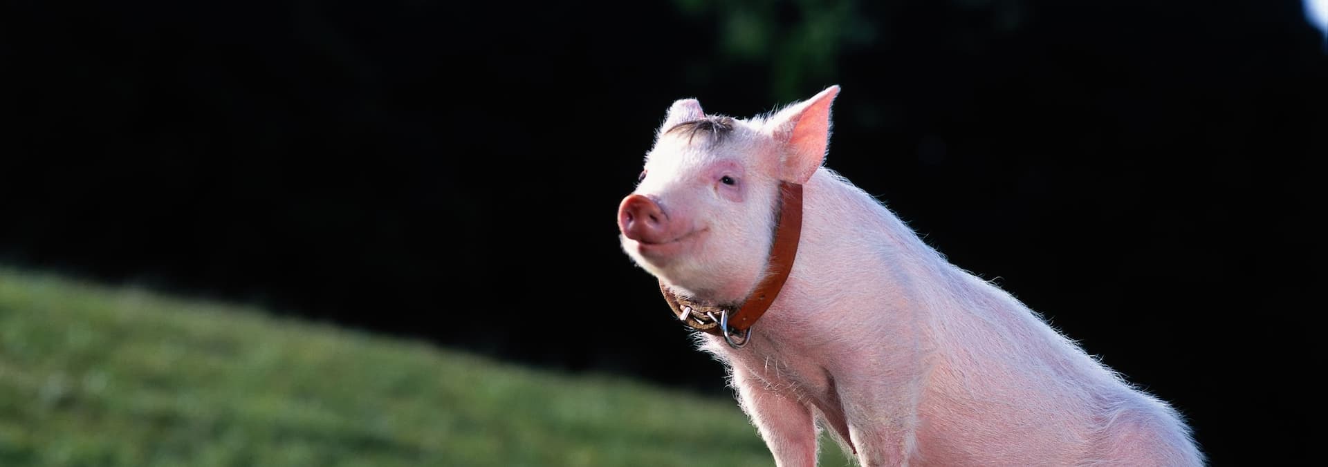 Watch Babe (1995) - Free Movies | Tubi