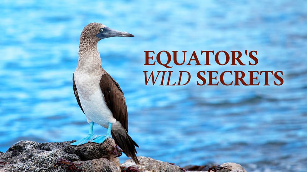 Watch Equator's Wild Secrets Streaming Online | Tubi Free TV