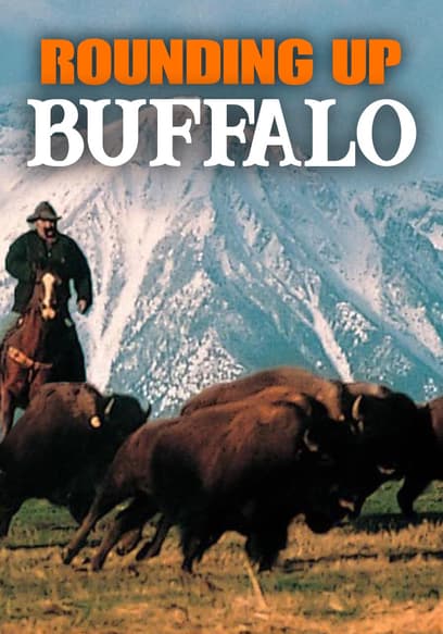 Watch Rounding Up Buffalo (2008) - Free Movies | Tubi
