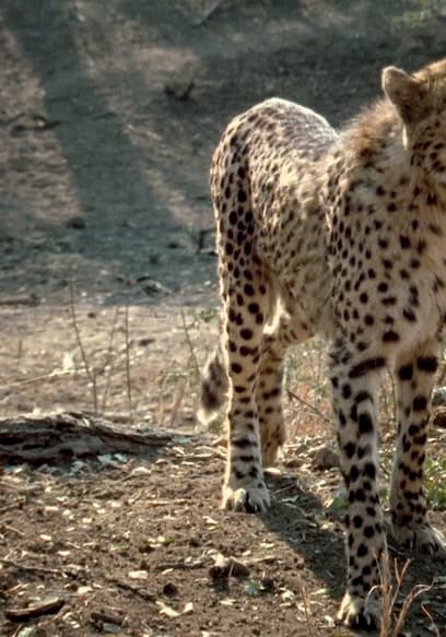 Watch My Animal Friends S01:E26 - My Best Friends - Free TV Shows | Tubi