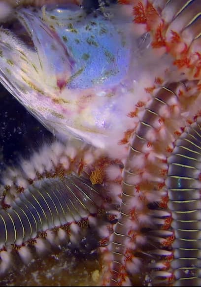 Watch Kings of Pain S02:E10 - Cocktail of Venom - Free TV Shows | Tubi