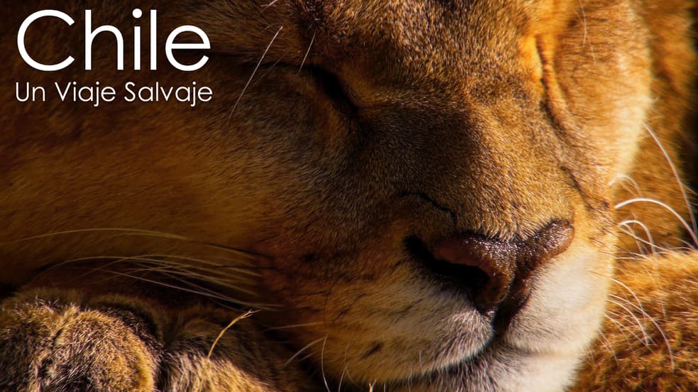 Watch Chile: un viaje salvaje Streaming Online | Tubi Free TV