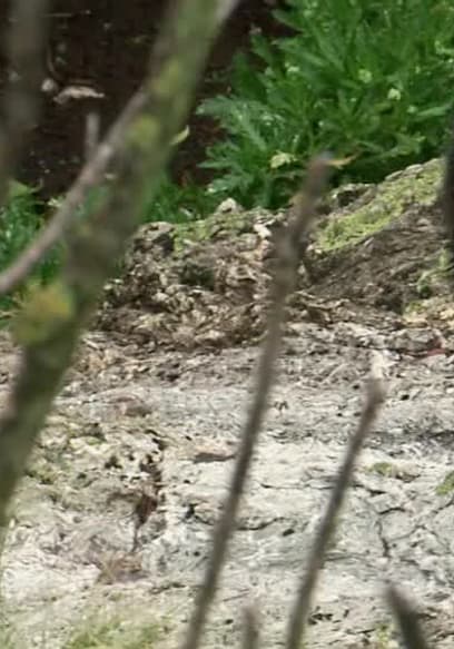 Watch Lobos marinos: batalla por la supervivencia S01:E01 - Episodio 1 ...