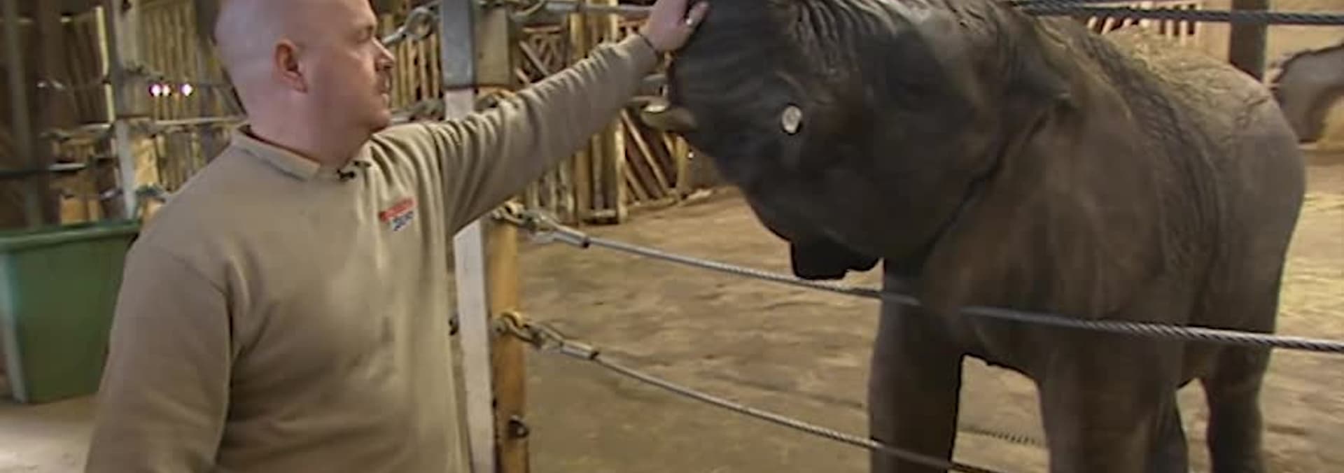 Watch Zoo Days S04:E06 - Episode 6 - Free TV Shows | Tubi