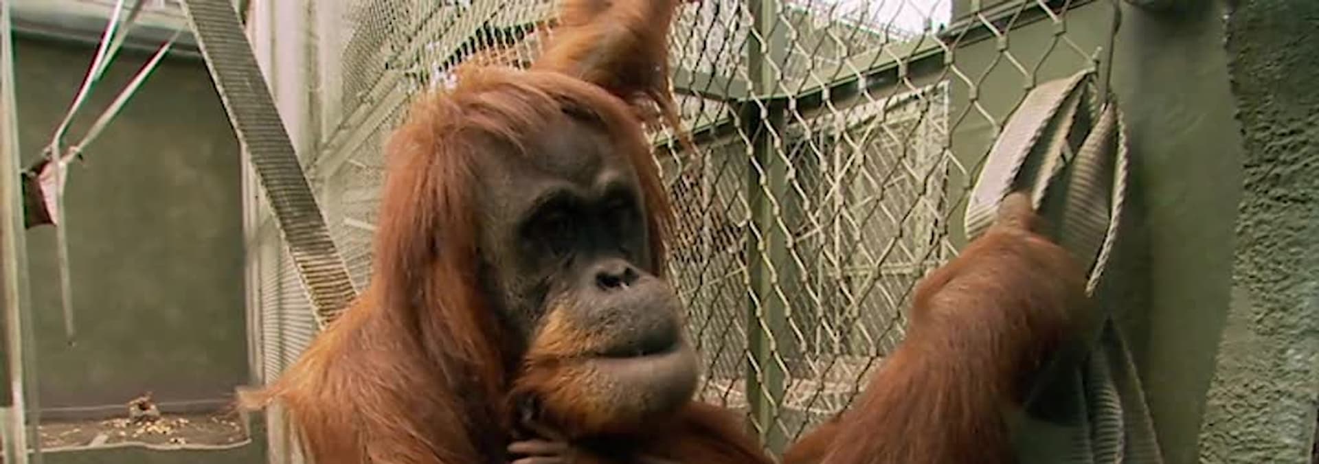 Watch Zoo Days S02:E20 - Episode 20 - Free TV Shows | Tubi