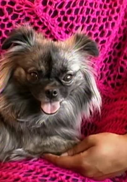 Watch Dog Whisperer with Cesar Millan S01:E08 - Ava and Gus - Free TV ...