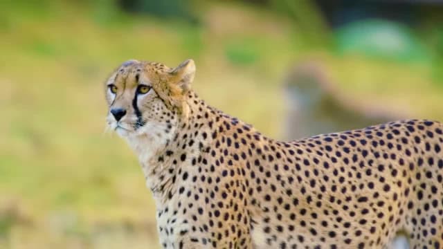 Watch Early Humans S01:E07 - What Was Earth Like in the Early Years of ...