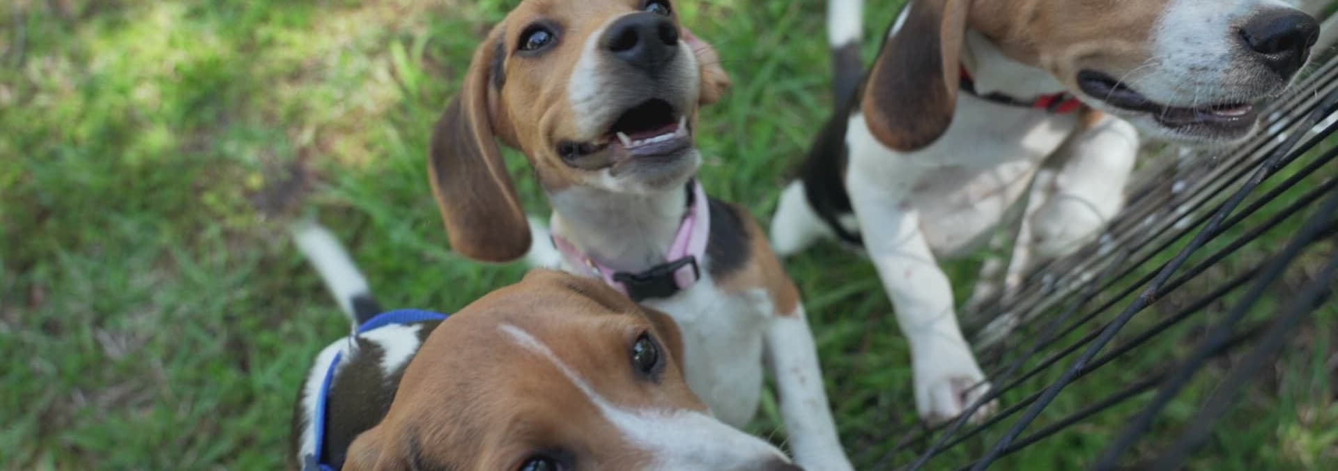 Watch Swamp People: Serpent Invasion S04:E15 - Training Day - Free TV ...