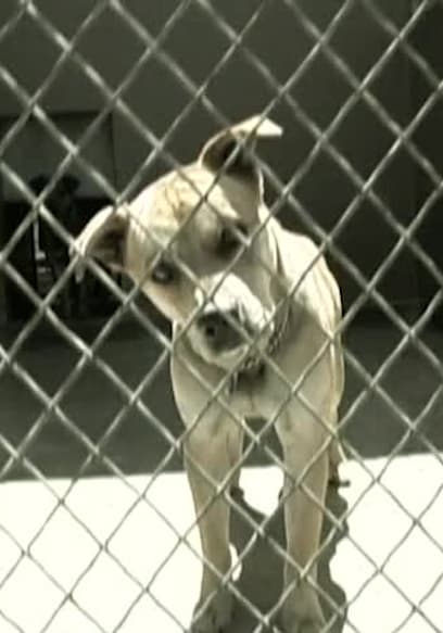 Watch Dog Whisperer with Cesar Millan S01:E09 - Maya and Churchill ...