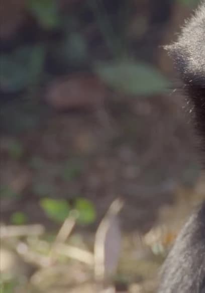 Watch The Big Feed S01:E05 - Hunger Games - Free TV Shows | Tubi