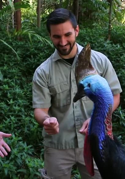 Watch Brave Wilderness S05:E10 - Prehistoric Bird Escapes Extinction ...