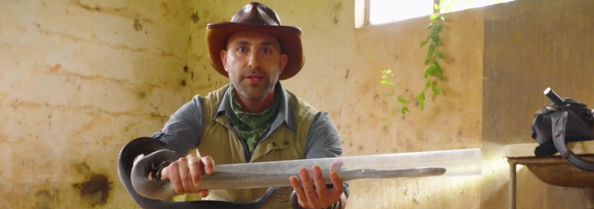 Watch Brave Wilderness S09:E06 - Black Mamba: World's Deadliest Snake ...