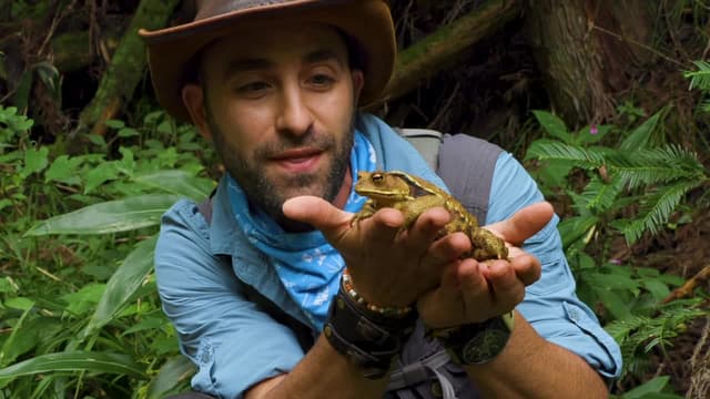 Watch Brave Wilderness S05:E13 - Rare Blue Frog Caught! - Free TV Shows ...