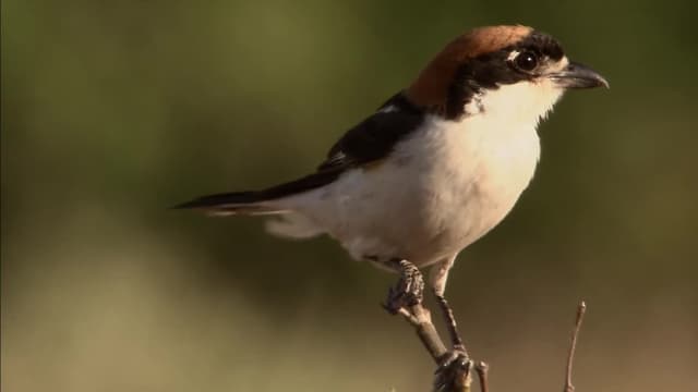 Watch Wild Menu S01:E25 - Table Manners - Free TV Shows | Tubi