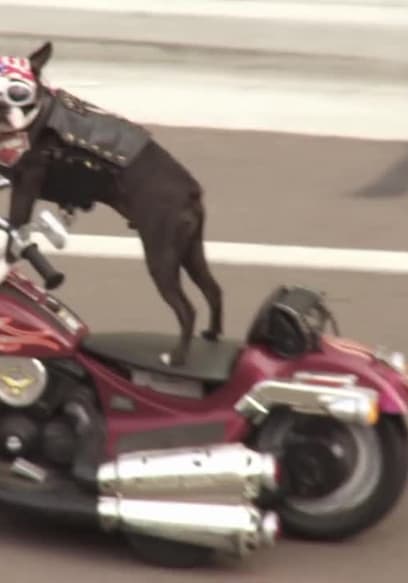 Watch The Devils Ride S01:E05 - Sinister Moves - Free TV Shows | Tubi