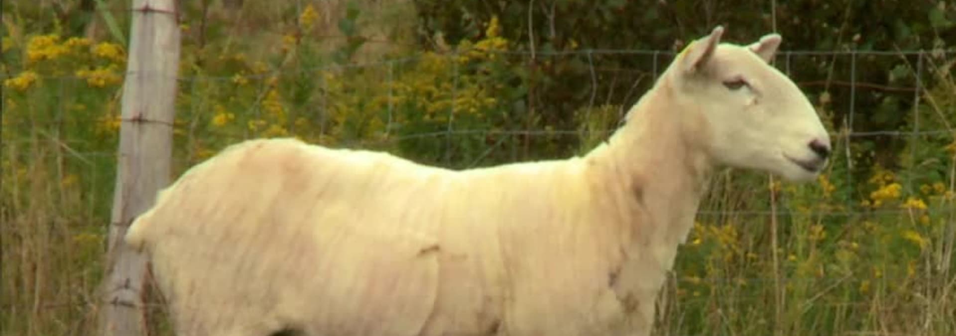Watch Mickey's Farm S02:E228 - Shaved Sheep - Free TV Shows | Tubi