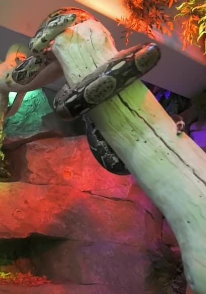 Watch Animal Cribs S02:E06 - Subterranean Paradise - Free TV Shows | Tubi