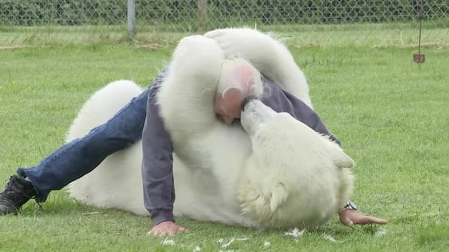 Watch Preposterous Pets S01:E03 - Big Cats & Tiger Sharks - Free TV ...