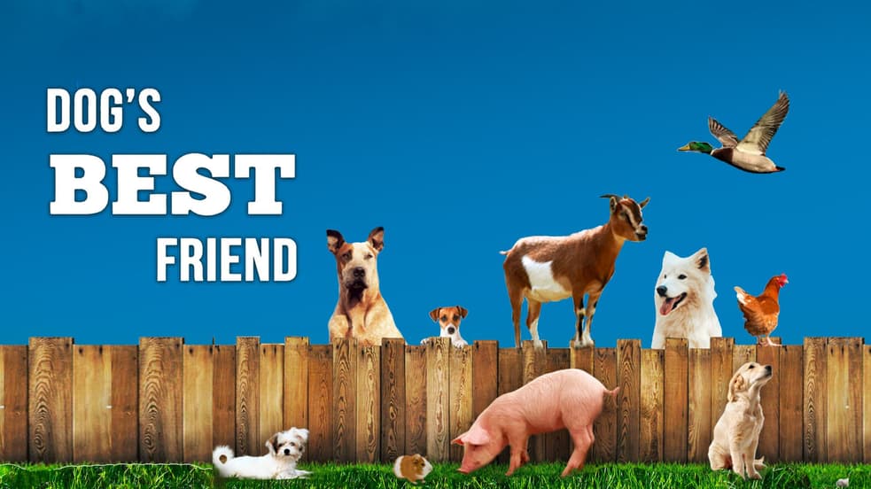 Watch Dog's Best Friend Streaming Online | Tubi Free TV