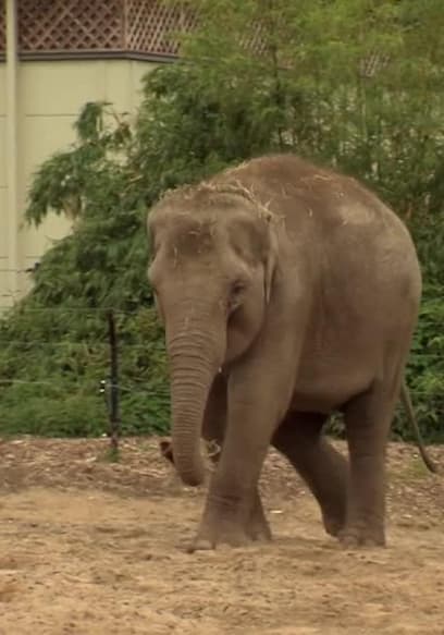 Watch The Zoo S05:E08 - Episode 8 - Free TV Shows | Tubi