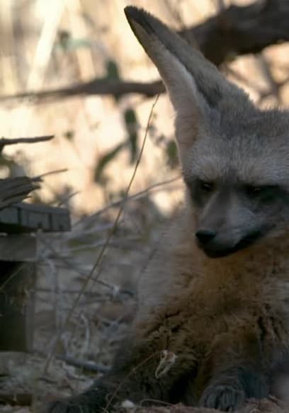 Watch How Do Animals Do That? S02:E07 - Foxy Foxes and Sticky Spiders ...