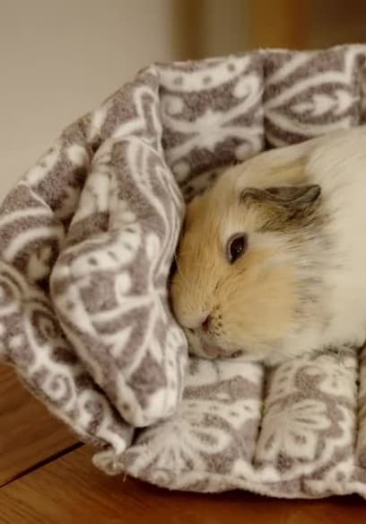 Watch Embarrassing Pets S01:E20 - Episode 20 - Free TV Shows | Tubi