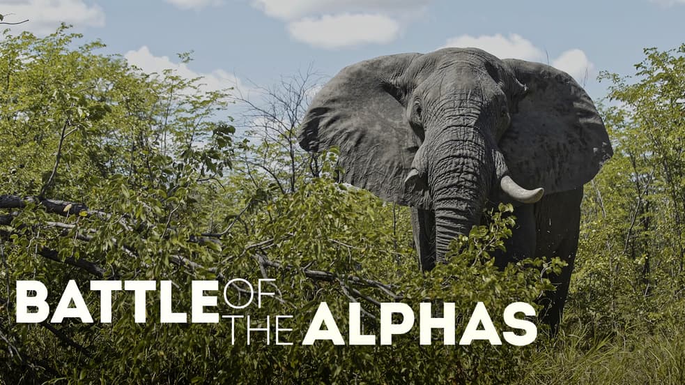 Watch Battle of the Alphas Streaming Online | Tubi Free TV