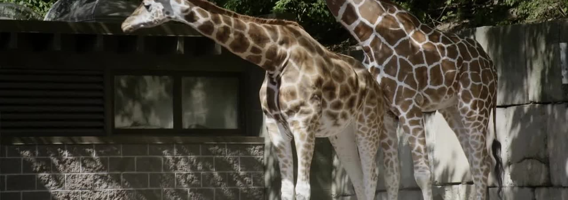 Watch The Zoo S05:E05 - Giraffe Dance - Free TV Shows | Tubi