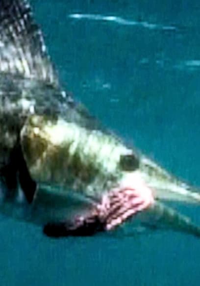 Watch Inside Sportfishing: Below the Border S03:E20 - Reel-Screaming ...