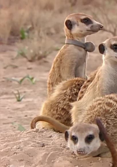 Watch Meerkat Manor S01:E02 - Love Thy Neighbour - Free TV Shows | Tubi