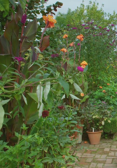 Watch Gardeners' World S08:E25 - Episode 25 - Free TV Shows | Tubi