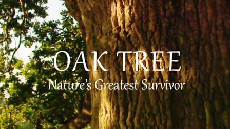 Watch Oak Tree: Nature's Greatest Survivor - Free TV Shows | Tubi