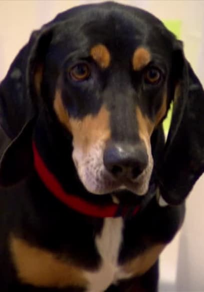 Watch Dog Whisperer with Cesar Millan S03:E01 - Sick of Strangers ...