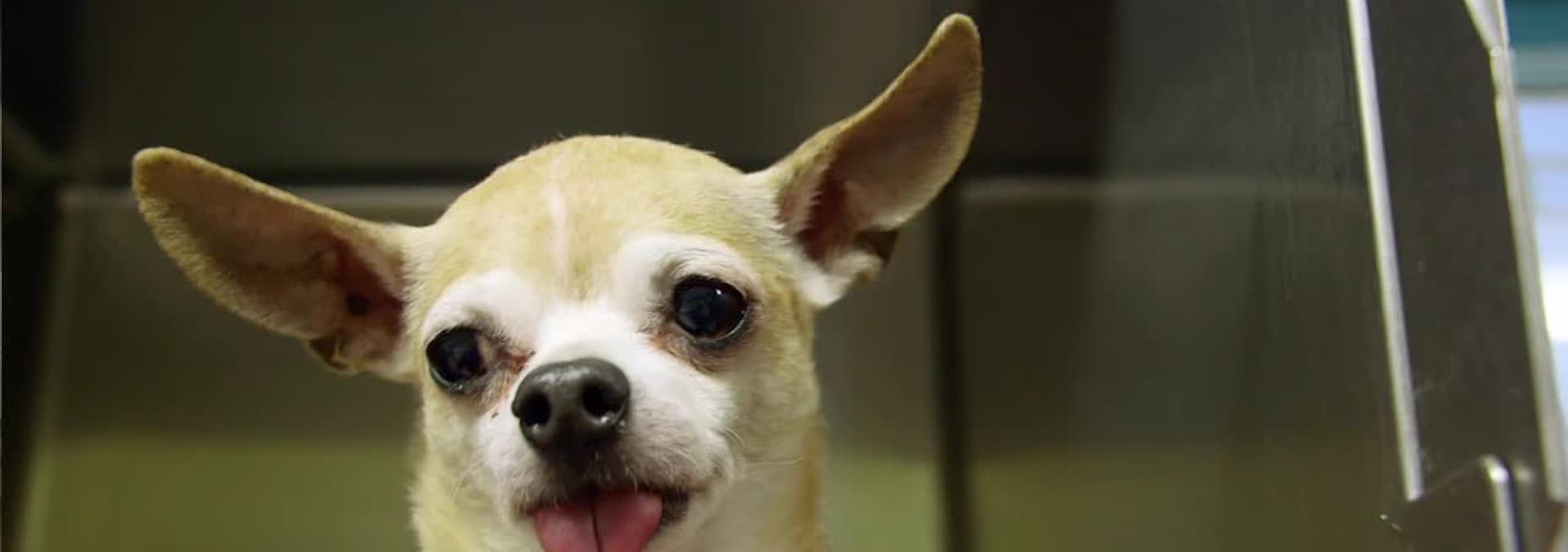 Watch Dr. Dee: Alaska Vet S02:E05 - Critical Condition - Free TV Shows ...