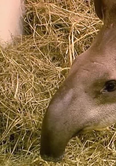 Watch The Zoo S02:E10 - Episode 10 - Free TV Shows | Tubi