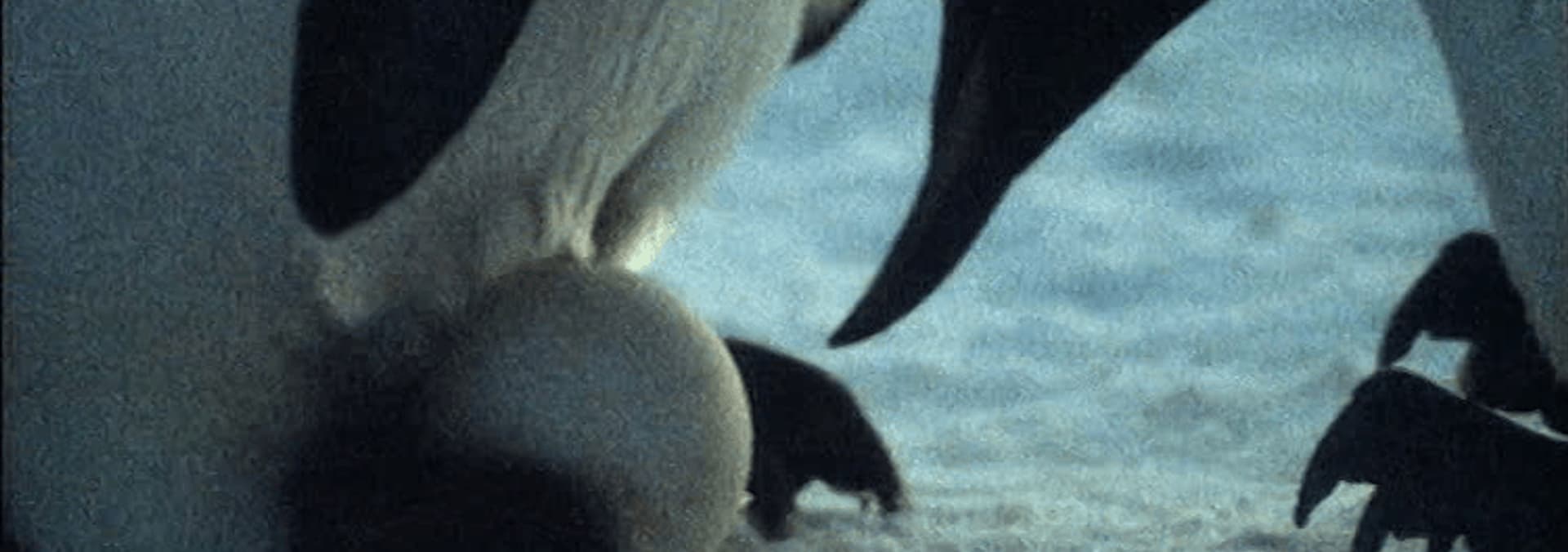 Watch Wonderful World S01:E22 - Cool Creatures (Pt. 2) - Free TV Shows ...