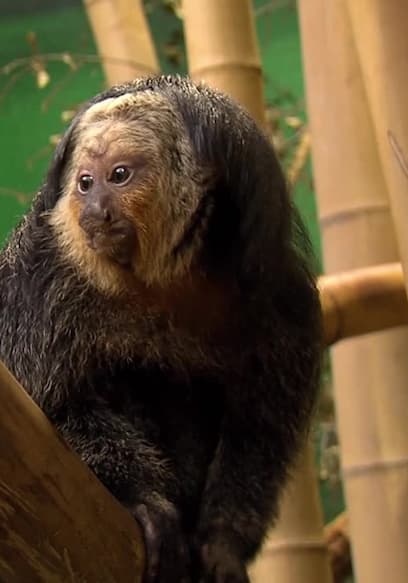 Watch The Zoo S05:E04 - Episode 4 - Free TV Shows | Tubi
