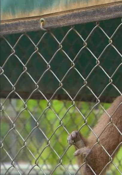 Watch Animal Atlas S03:E01 - Meet the Gibbons: The Lesser Apes? - Free ...