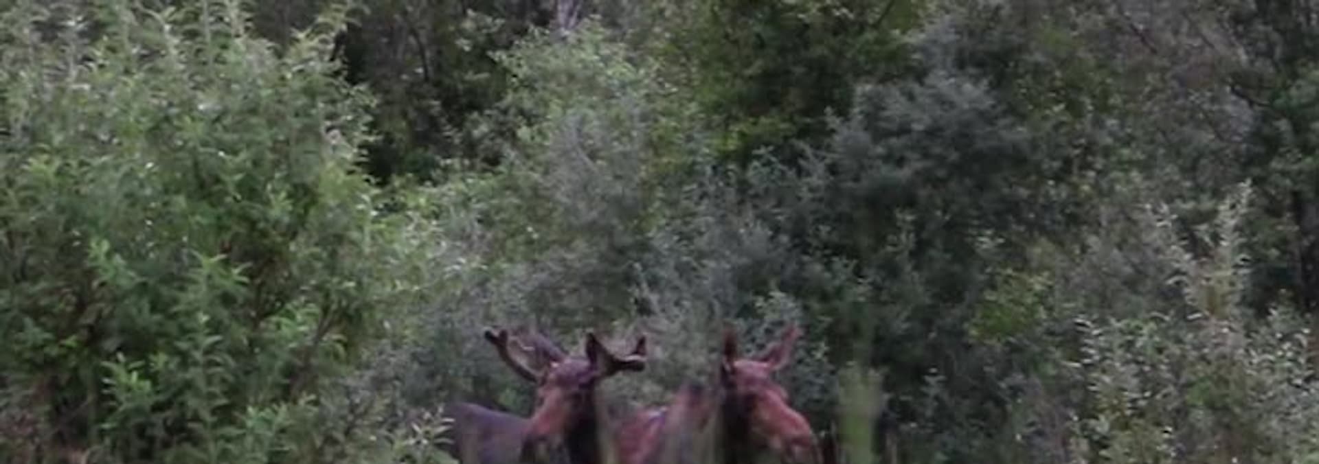 Watch Brave Wilderness S02:E05 - Wild Moose Encounter - Free TV Shows ...