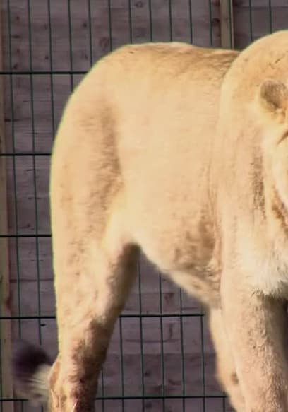 Watch The Zoo S04:E06 - Episode 6 - Free TV Shows | Tubi