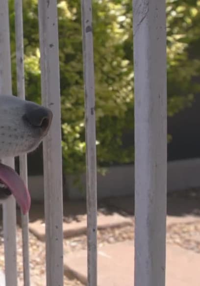 Watch A Dog for Life S01:E03 - The Salie’s and the Du Toit’s - Free TV ...