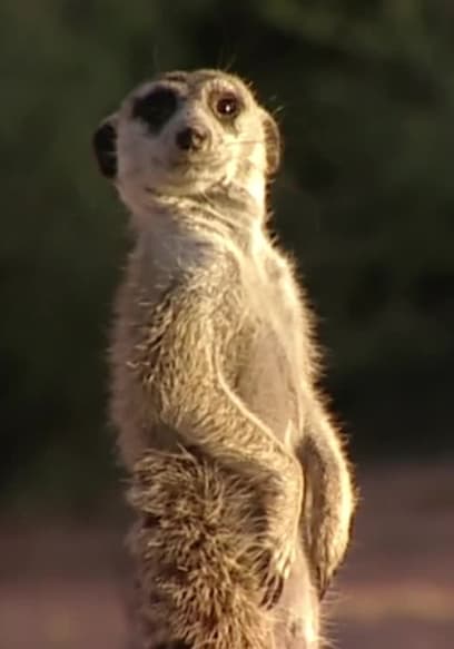 Watch Meerkat Manor S02:E08 - Episode 8 - Free TV Shows | Tubi