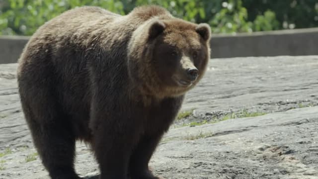 Watch The Zoo S02:E03 - Bears Will Be Bears - Free TV Shows | Tubi