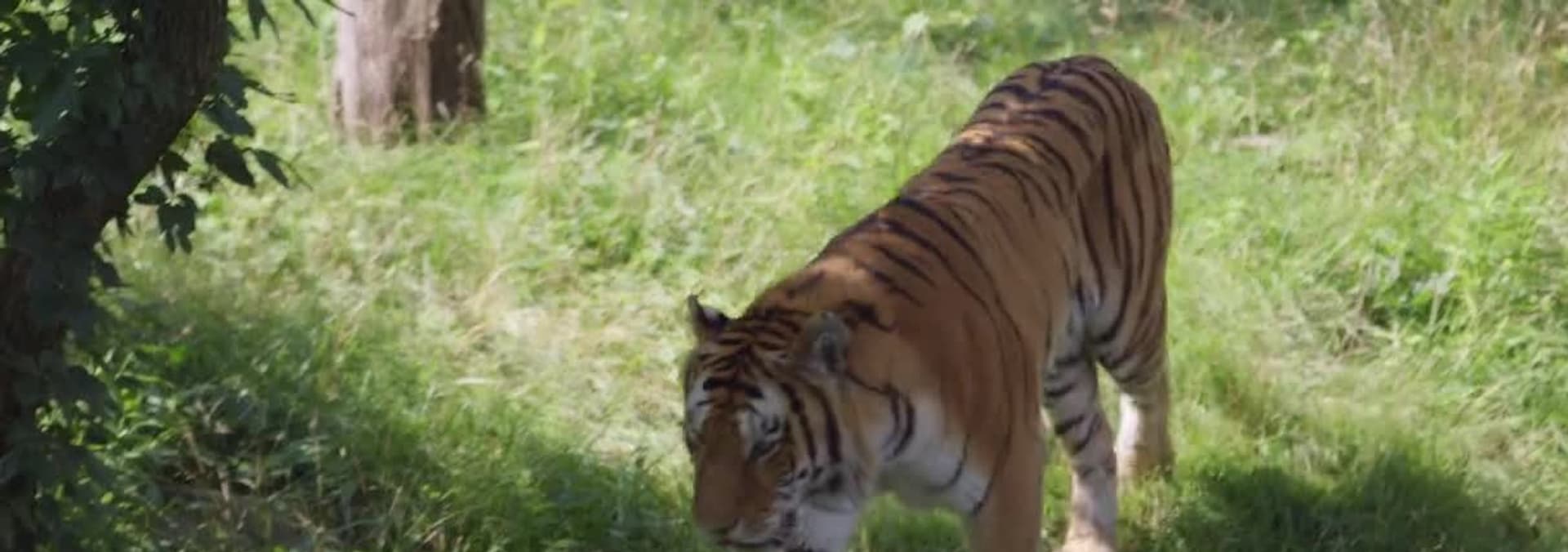 Watch The Zoo S03:E05 - Baby Bunnies, Big World - Free TV Shows | Tubi