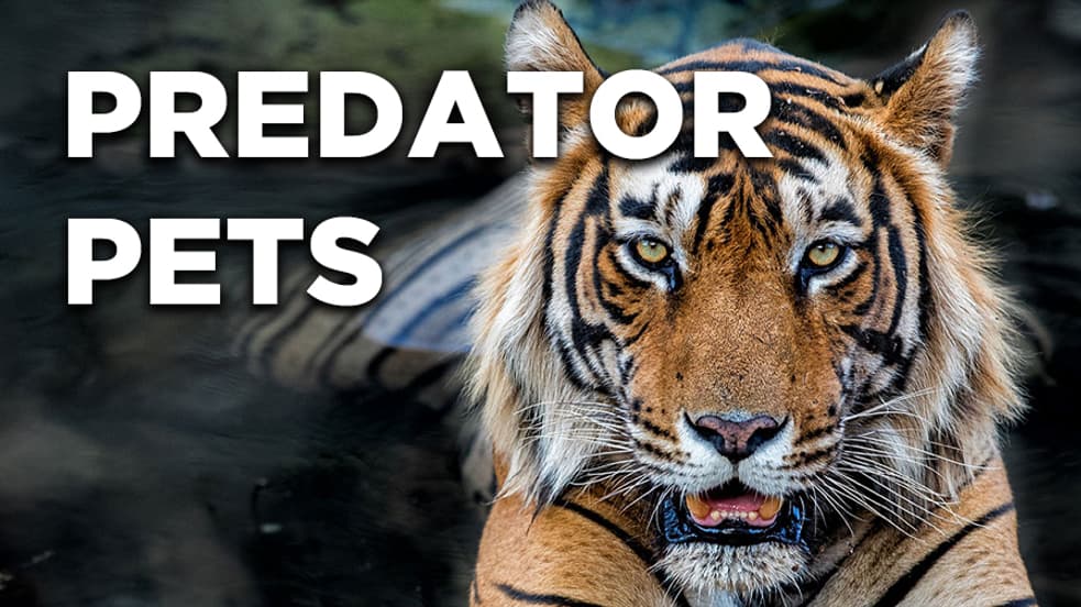 Watch Predator Pets Streaming Online | Tubi Free TV