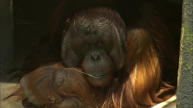 Watch Animal Atlas Streaming Online | Tubi Free TV