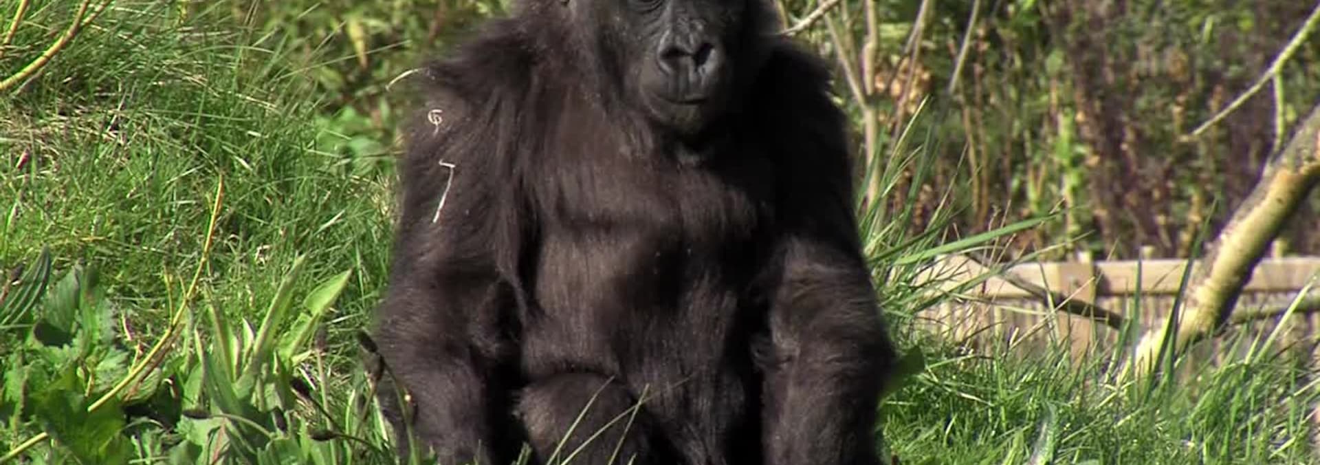 Watch The Zoo S04:E10 - Episode 10 - Free TV Shows | Tubi